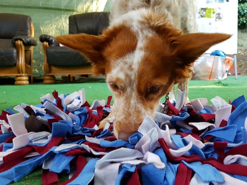 Hundeschule Dog Trainer Mobil | Hundeschule in Langenfeld , Solingen ...