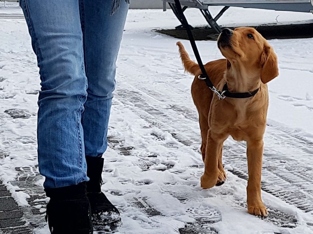 Hundeschule Dog Trainer Mobil | Hundeschule in Langenfeld , Solingen ...